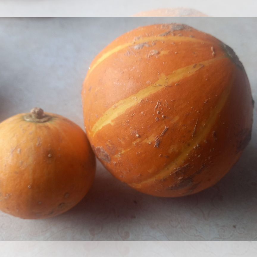 Тыква оптом