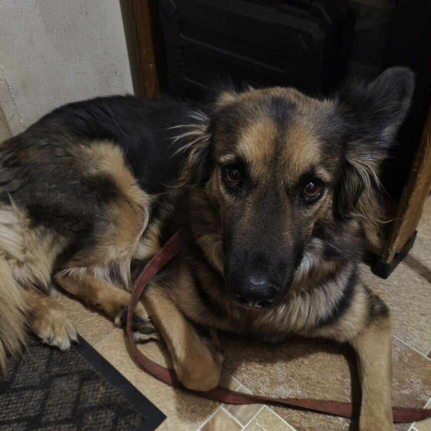 Взрослая собака в добрые руки