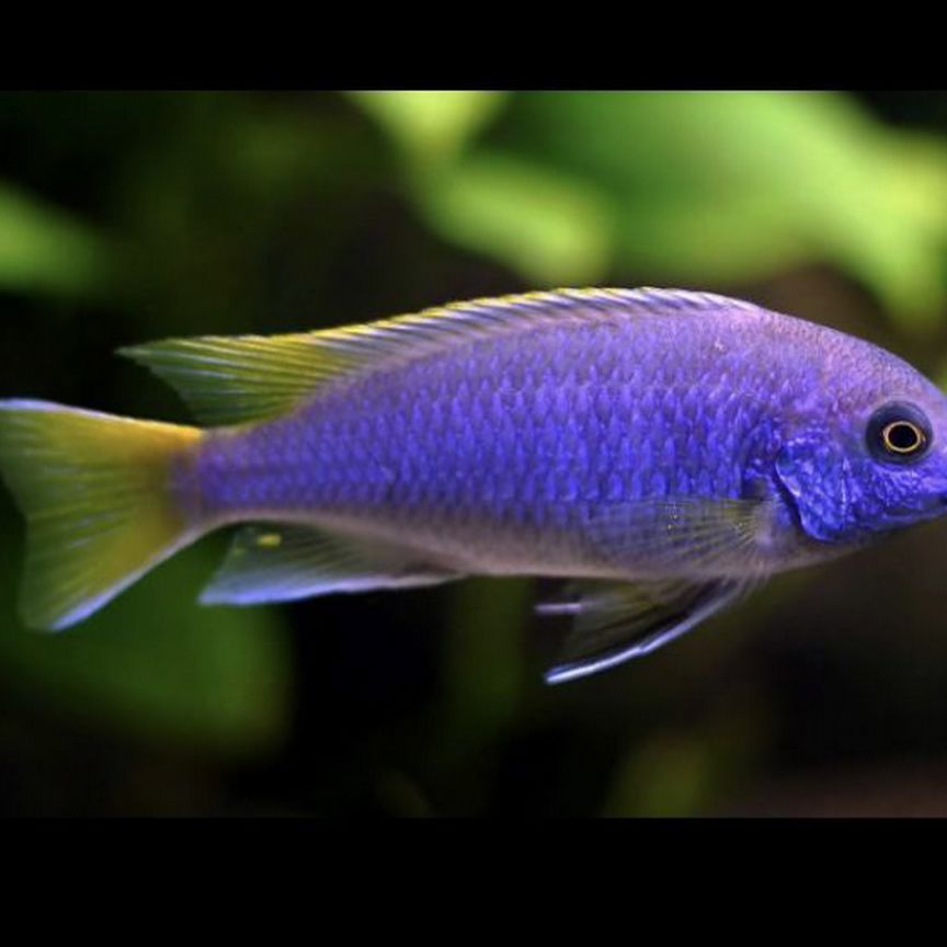 Мальки псевдотрофеуса