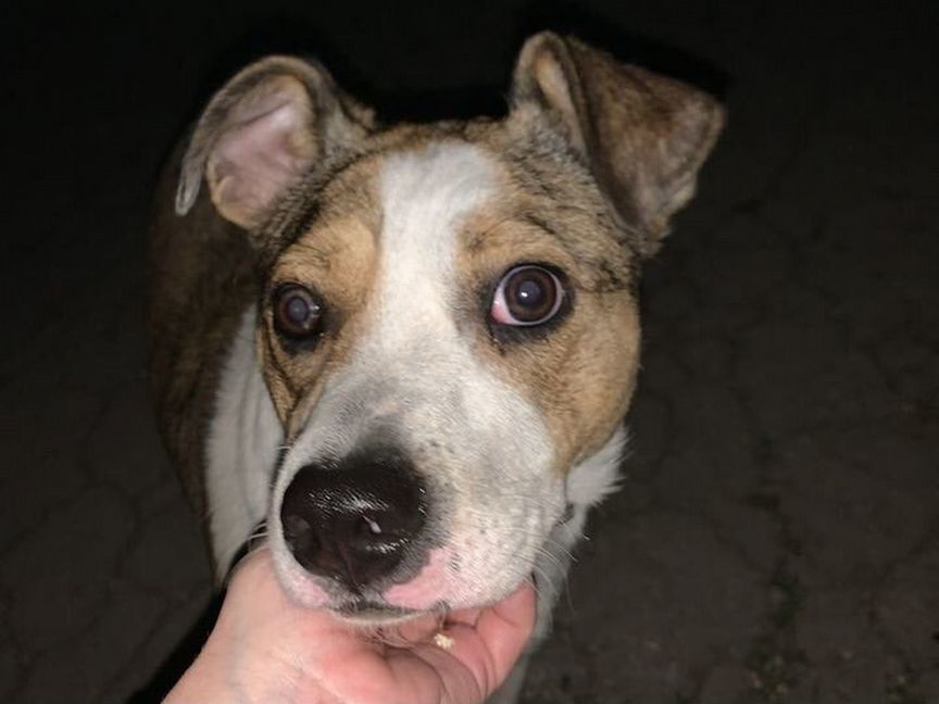 Собака в добрые руки