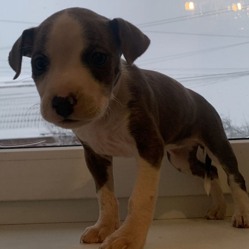 Американский стаффордширский терьер, щенок