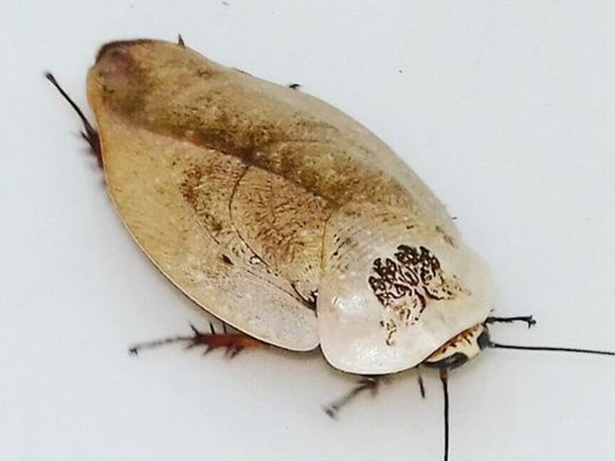 Фарфоровые тараканы