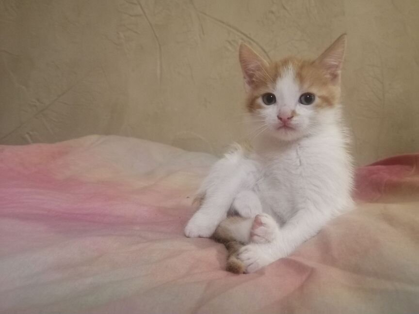 Котёнок