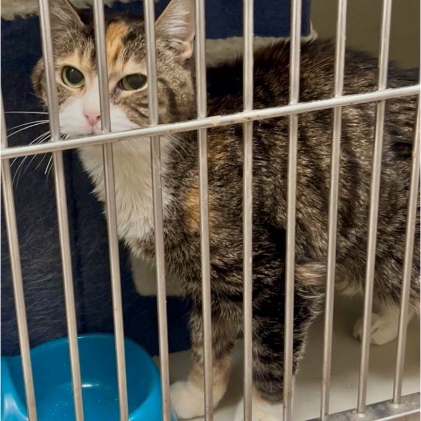 Взрослая кошка в добрые руки