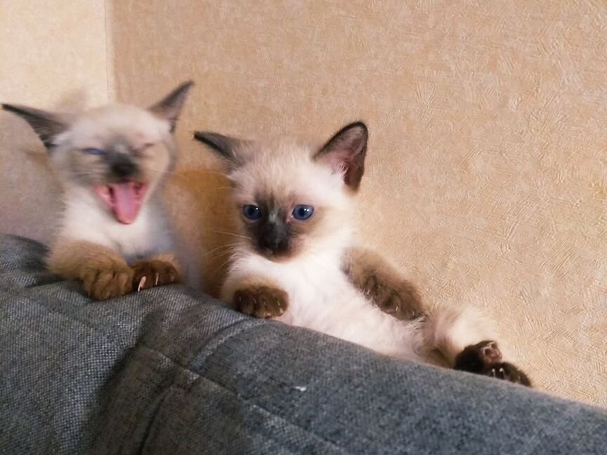 Котята меконгского бобтейла