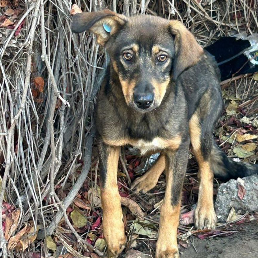 Чапа верит, что еë заберут домой