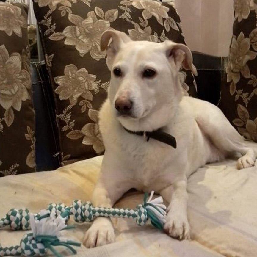 Взрослая собака в добрые руки