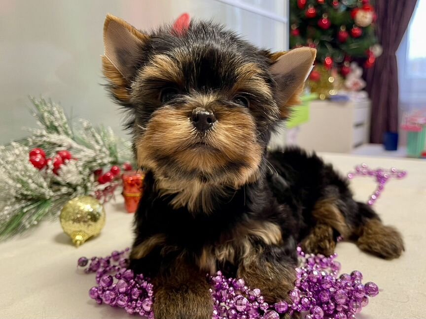 Йоркширский терьер мини щенки мальчик