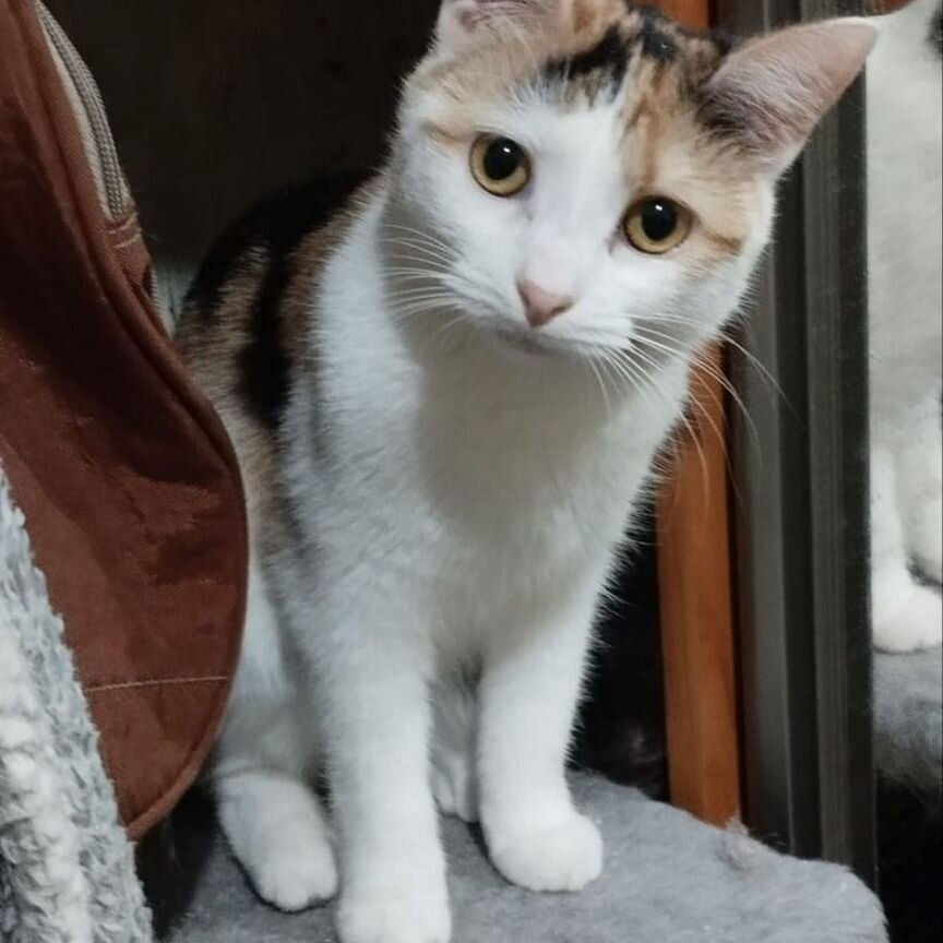 Кошечка ищет