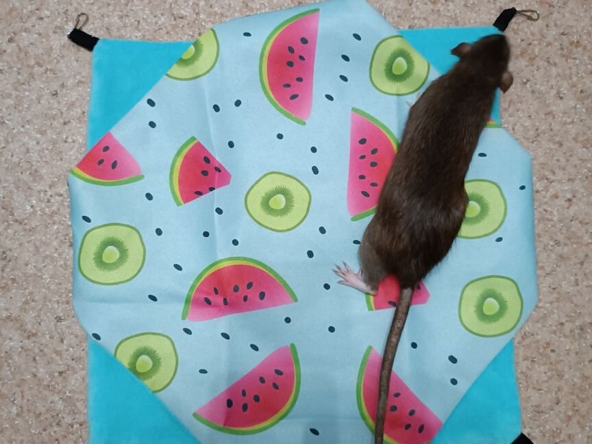 Гамак для грызунов