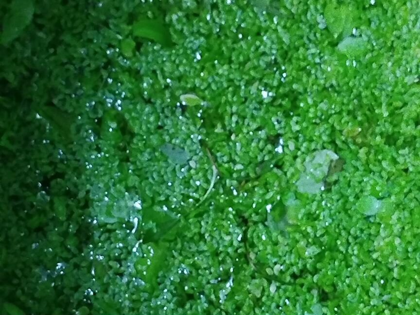 Водоросли для аквариума