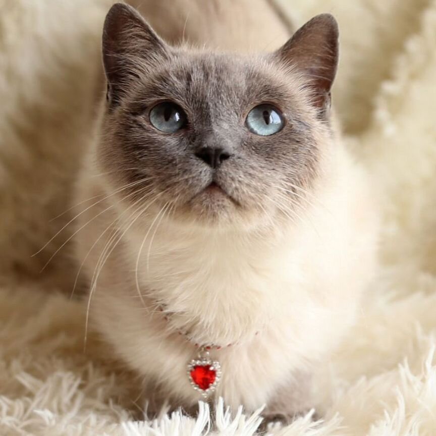 Сиамская кошка, взрослая