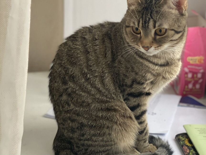 Коты в добрые руки