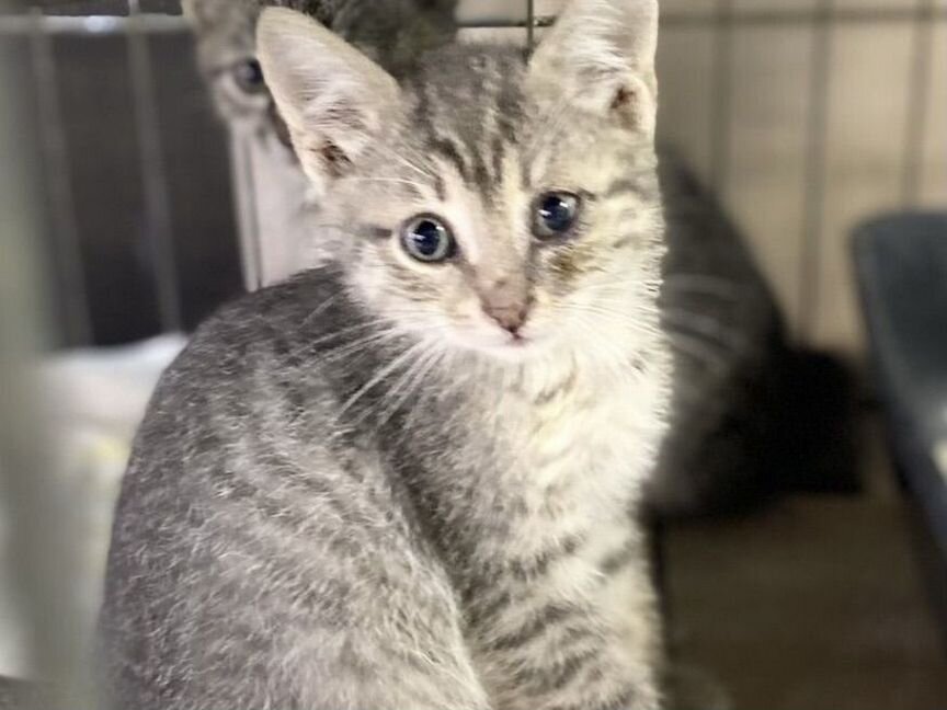 Кошка