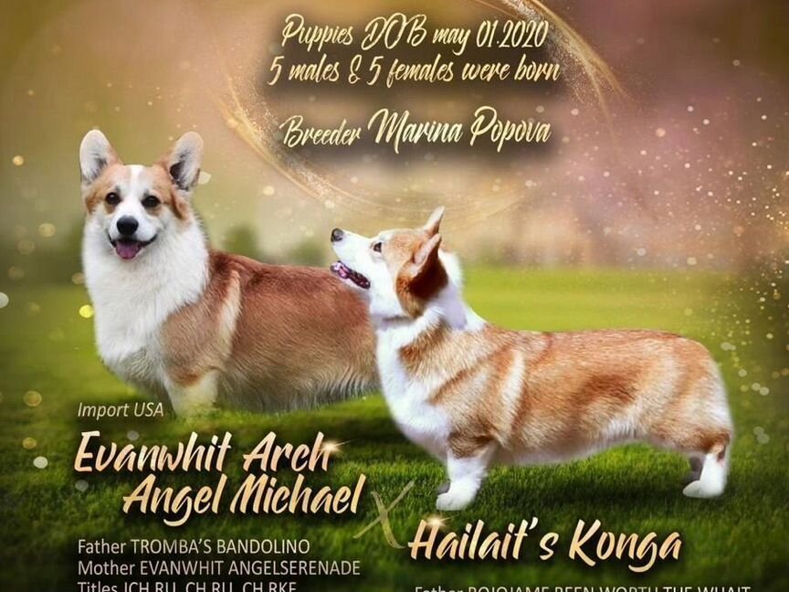 Щенки джек рассел терьера и вельш корги пемброк