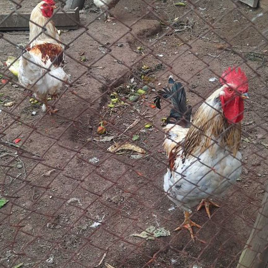 Петухи
