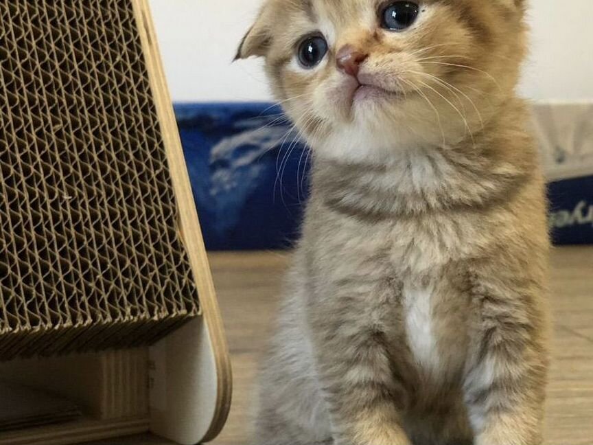 Шотландские вислоухие котята шиншилла