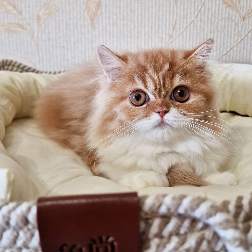 Шотландская девченка