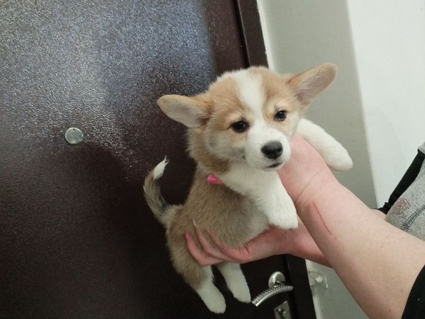 Девочка коржик