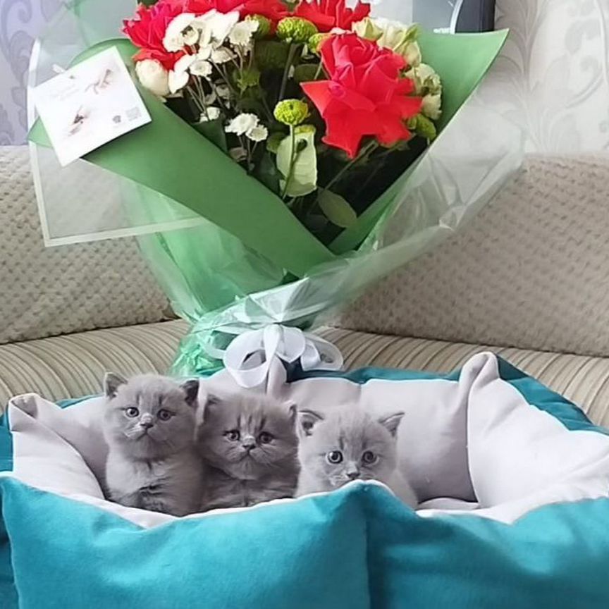 Британский короткошёрстный котёнок