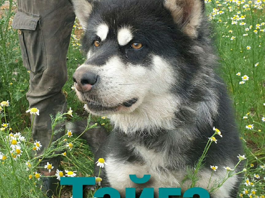 Аляскинский маламут бесплатно