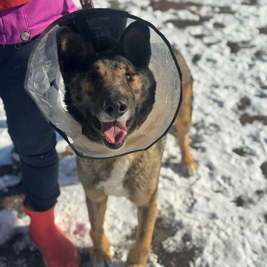 Космический пёс Аркаша. Красота в деталях. В дар