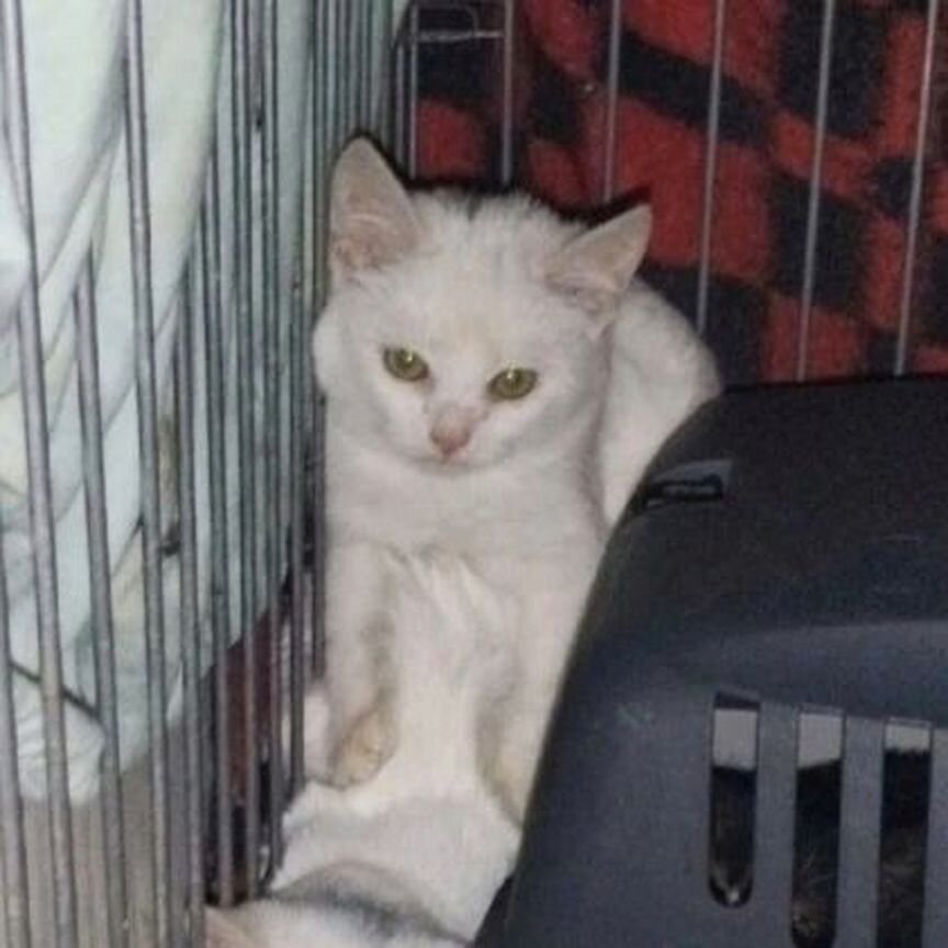 Котята Беляши