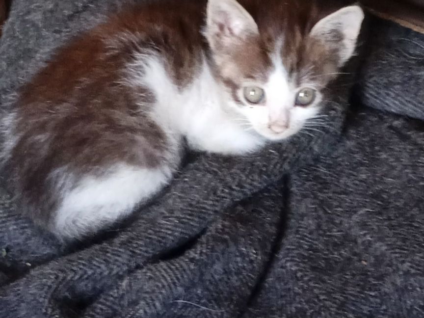 Кошка