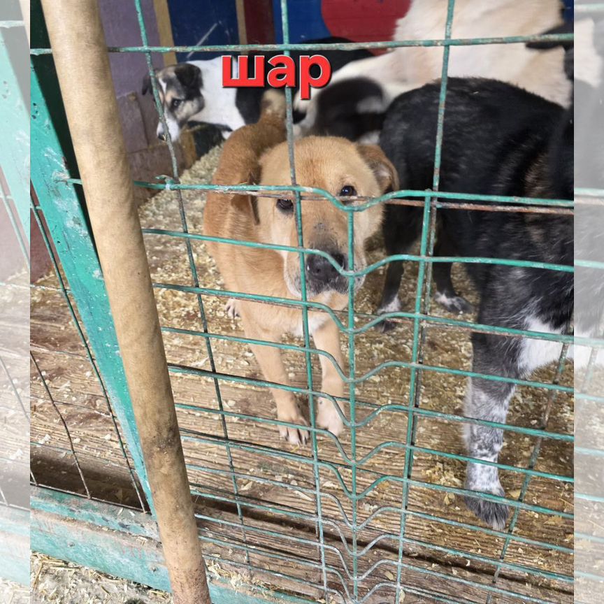 Взрослый пёс в добрые руки