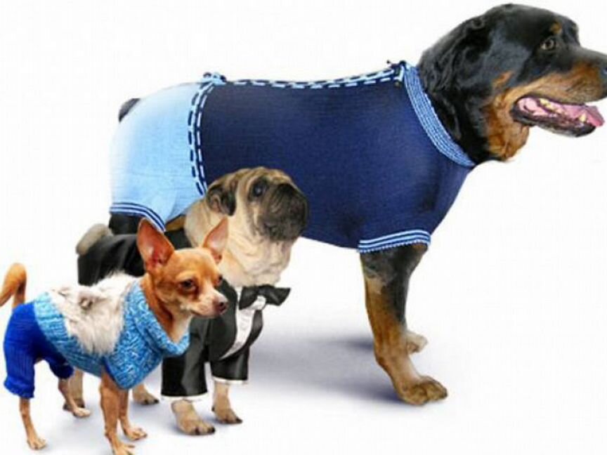 Одежда для собак