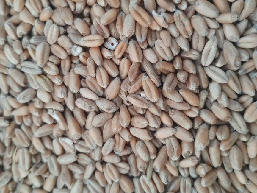 Пшеница 3 класс