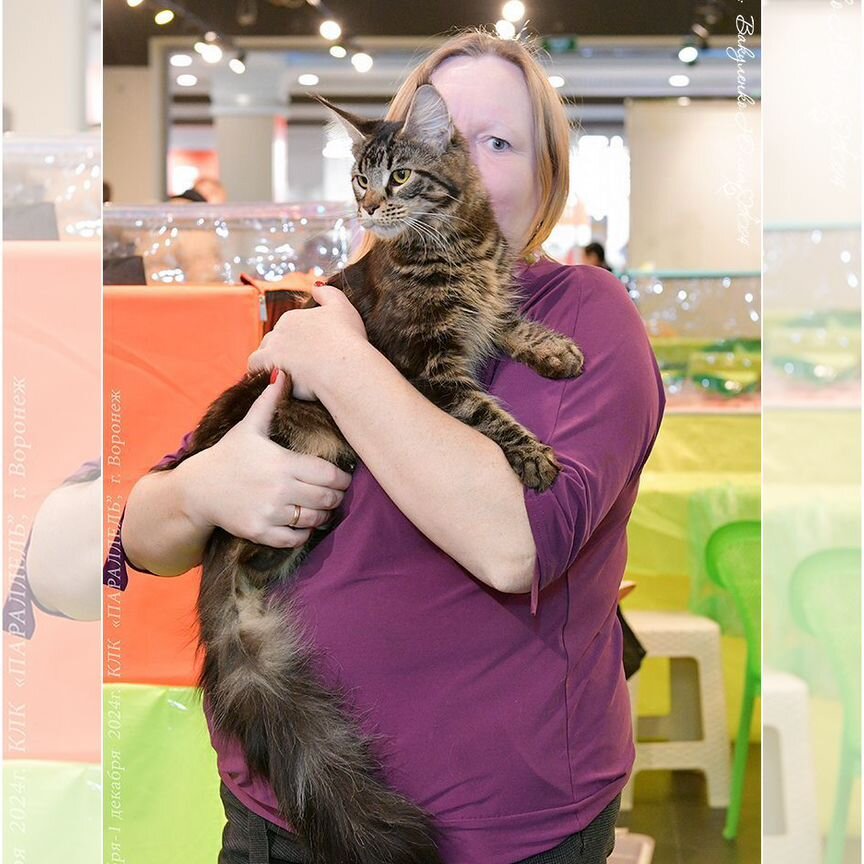 Мейн-кун, взрослая кошка