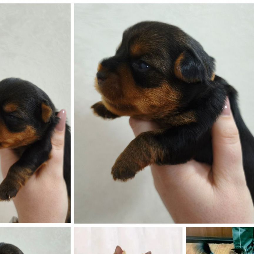 Йоркширский терьер, щенок