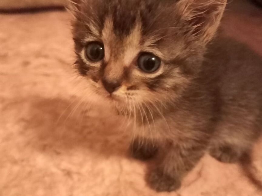 Кошка"Шетландская"