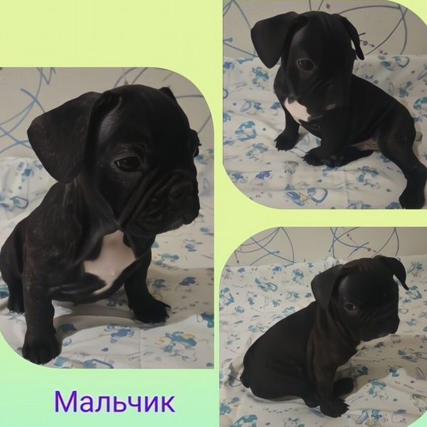 Французский бульдог, щенок