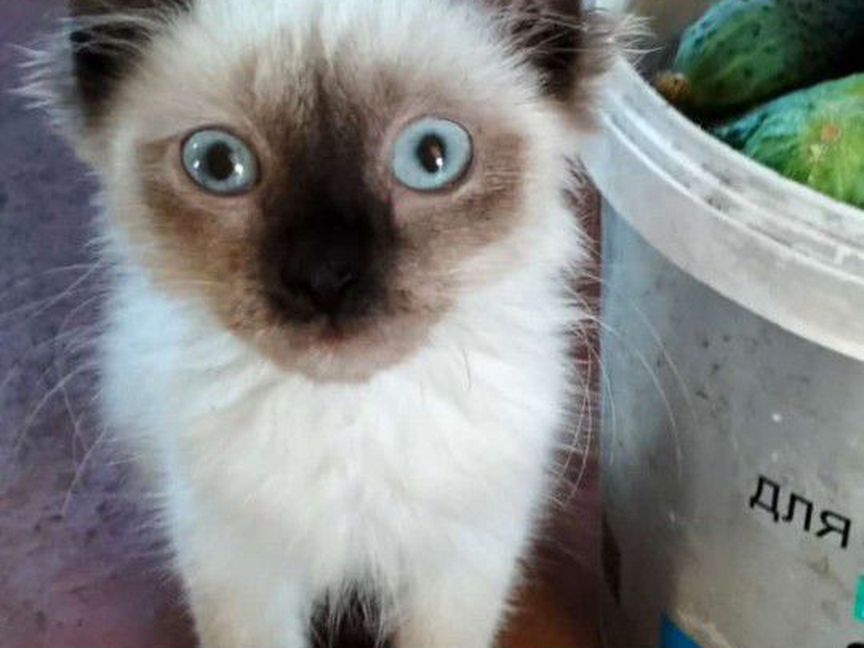 Кошка в дар