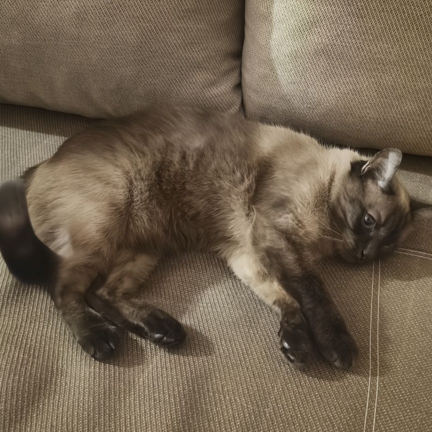 Сиамская, взрослая кошка