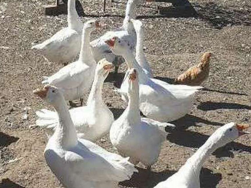 Гуси домашние