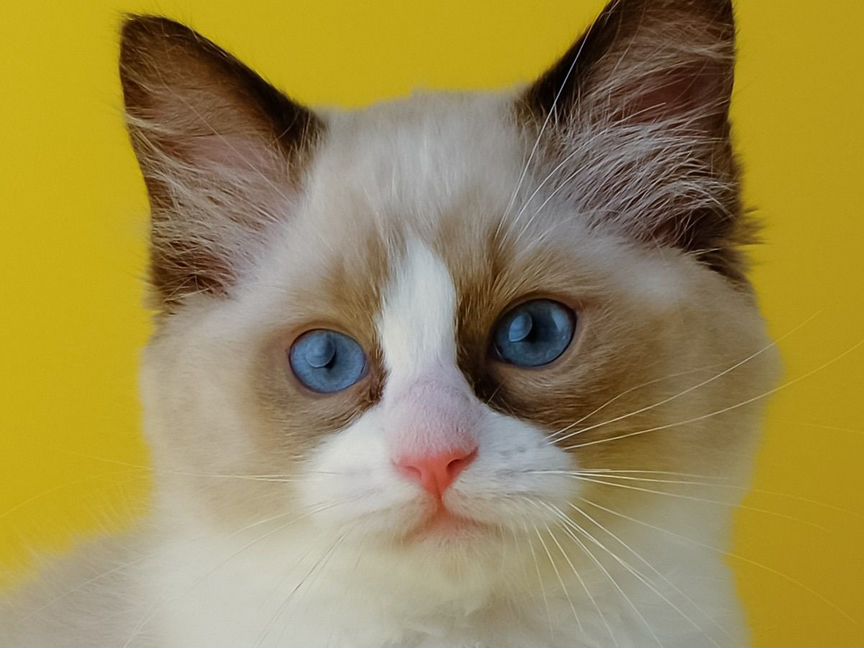 Ragdoll малышка