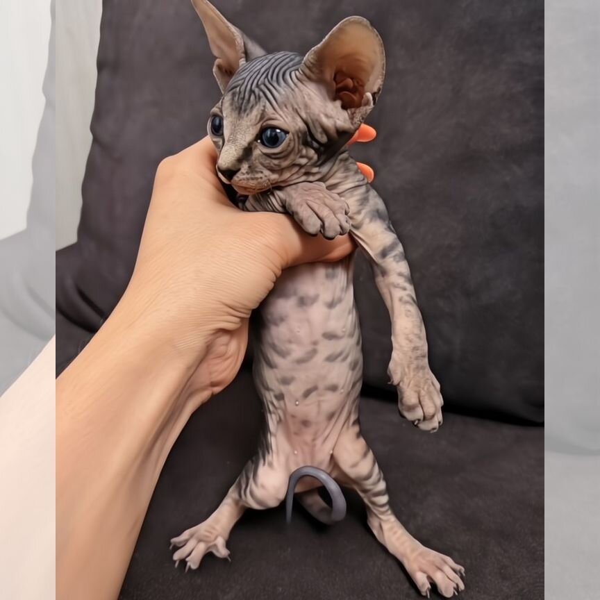Канадский сфинкс котёнок