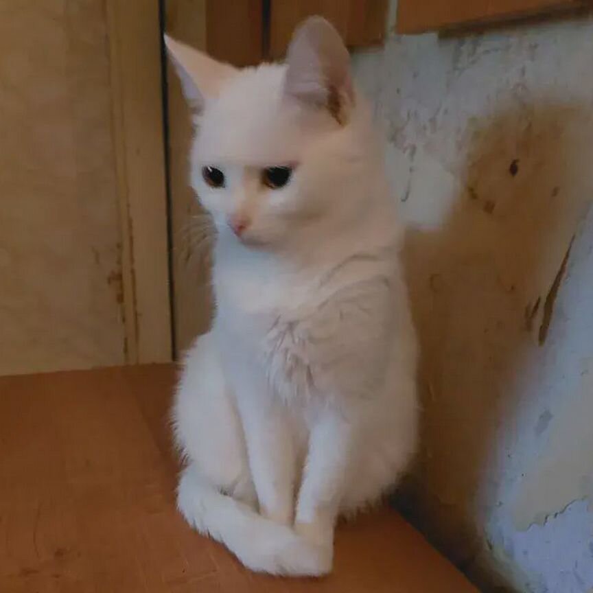 Взрослая, Девочка кошка в добрые руки