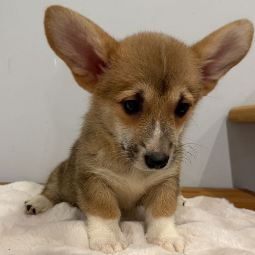 Вельш Корги Пемброк, щенок