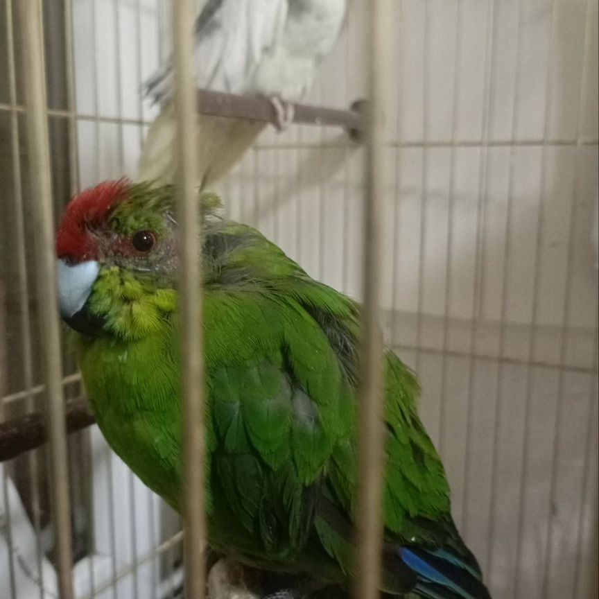 Попугаи Какарик и Корелла