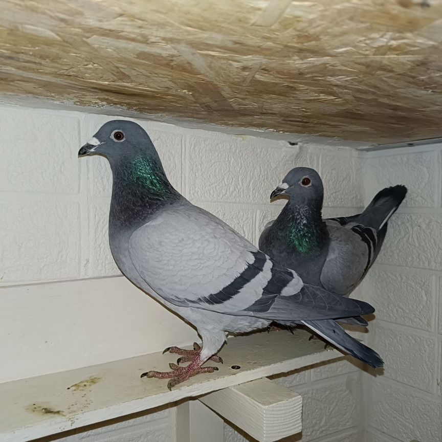 Продажа голубей