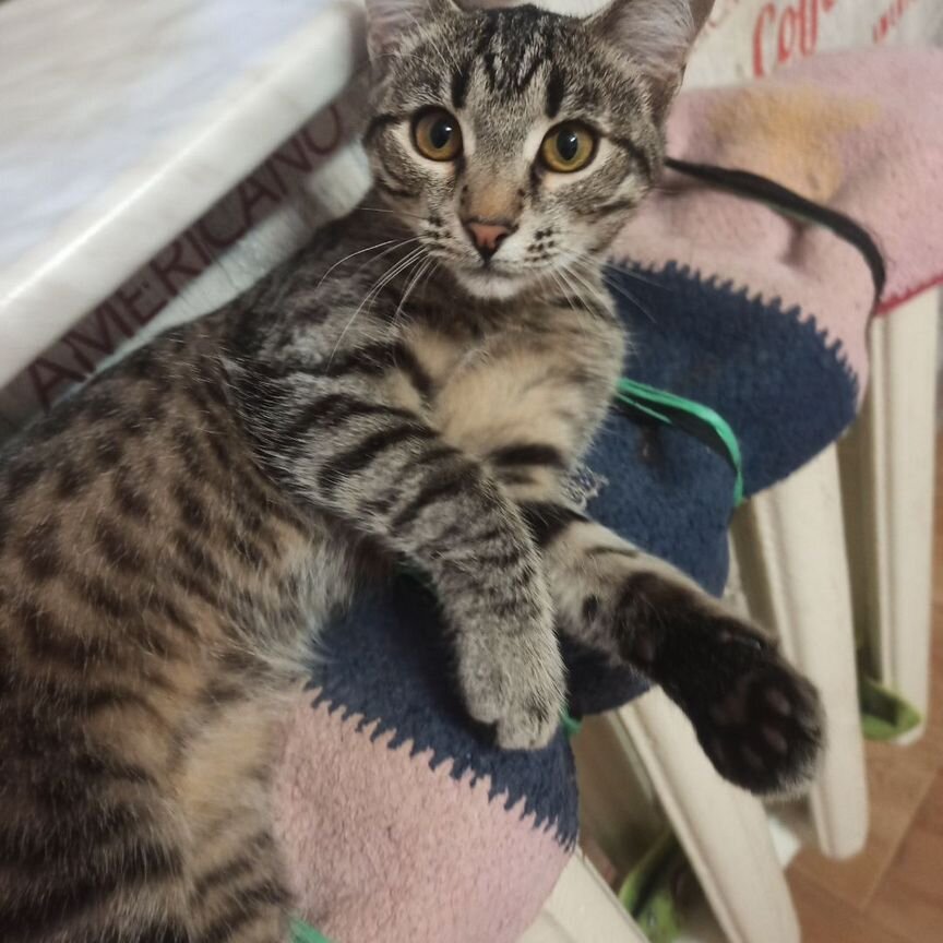 Котята