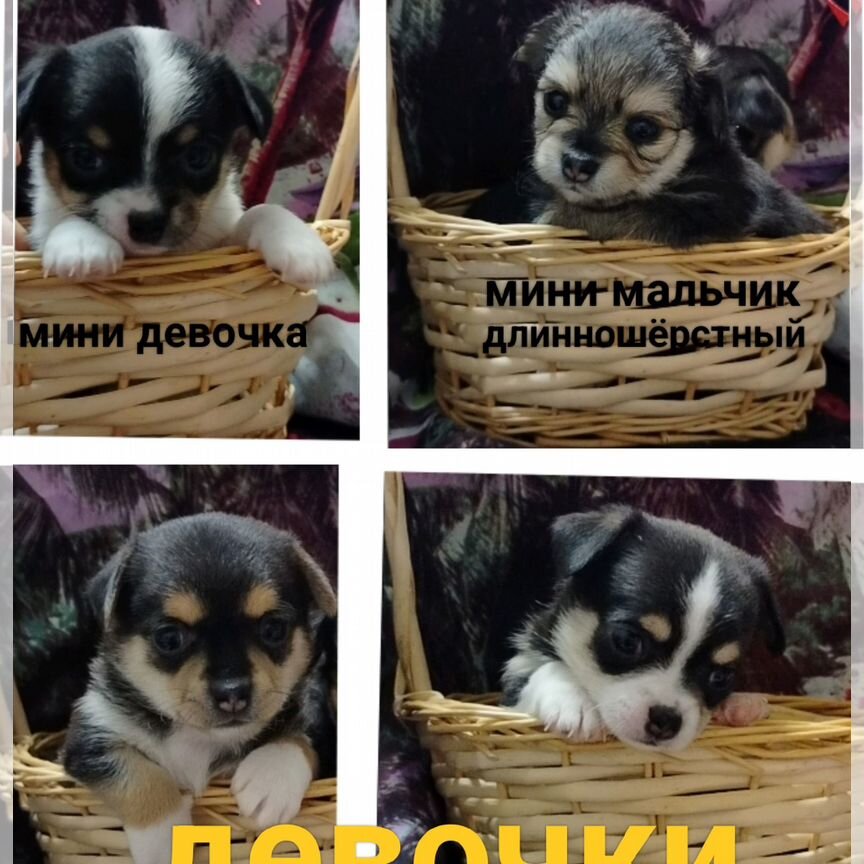 Чихуахуа, щенок