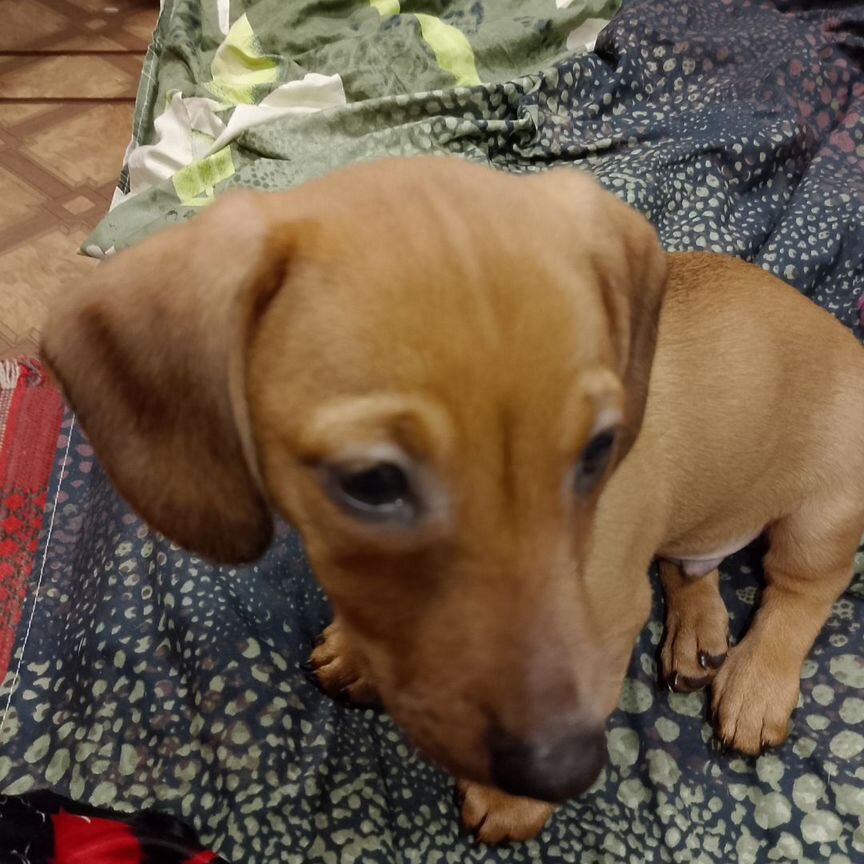 Щенки такси