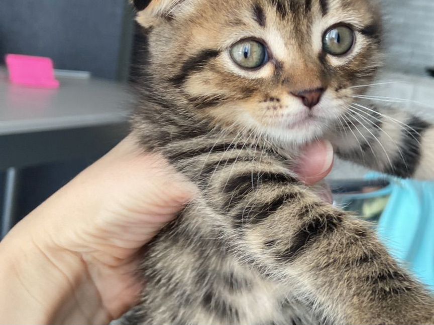 Вислоухий котенок