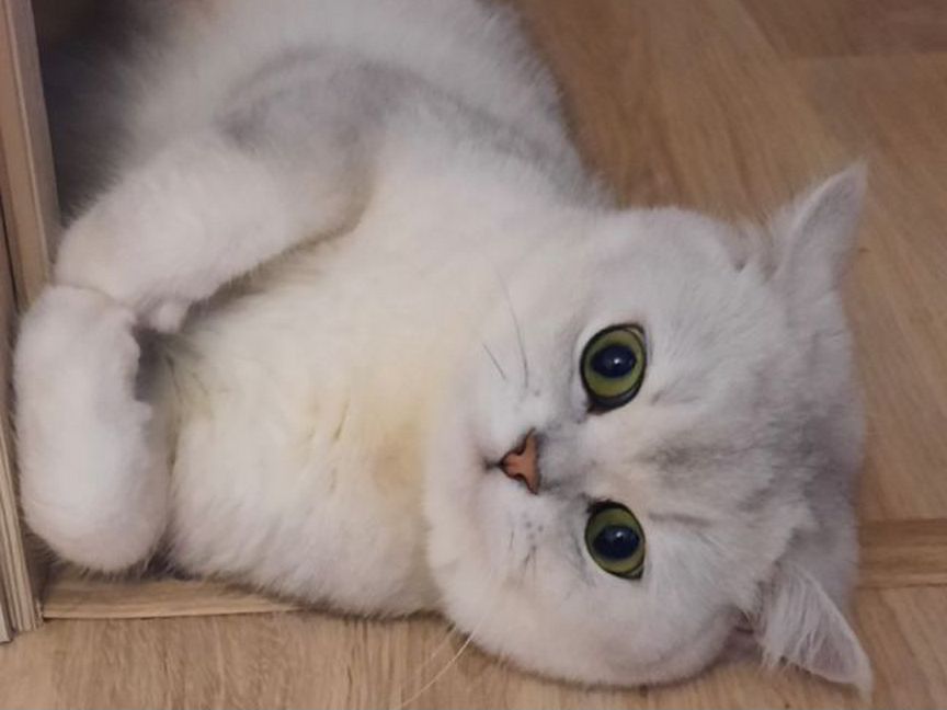 Кот