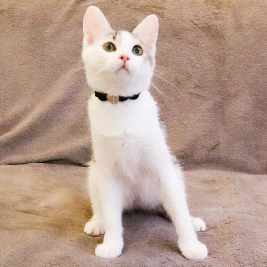 Котёнок, беленькая Флешка, в добрые руки